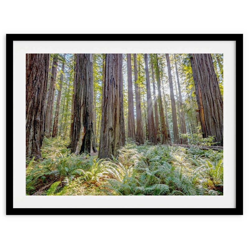 Nature Art Prints - Etsy