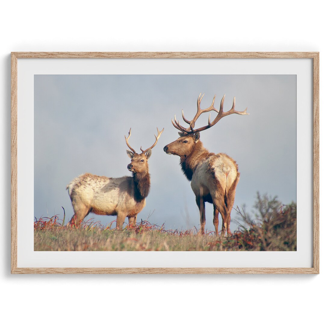 Fine Art Coastal Elk Print - Animal Wall Art, California Wildlife ...