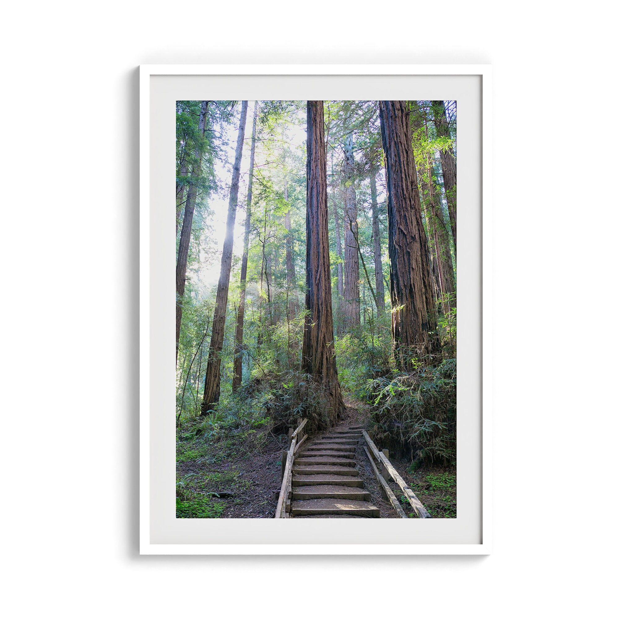 Redwood Forest Trail Fine Art Print Large Framed or Unframed - Etsy