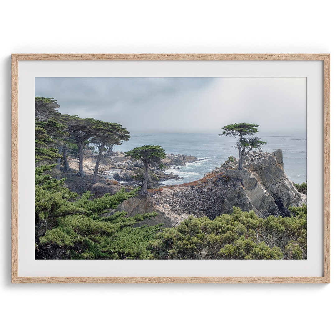 Lone Cypress Tree Fine Art Photography Print - Monterey Cypress Tree ...