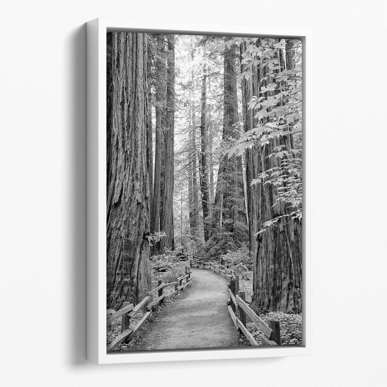 Large Forest Canvas Wall Art - Black and White Redwood Pathway Fine Art ...