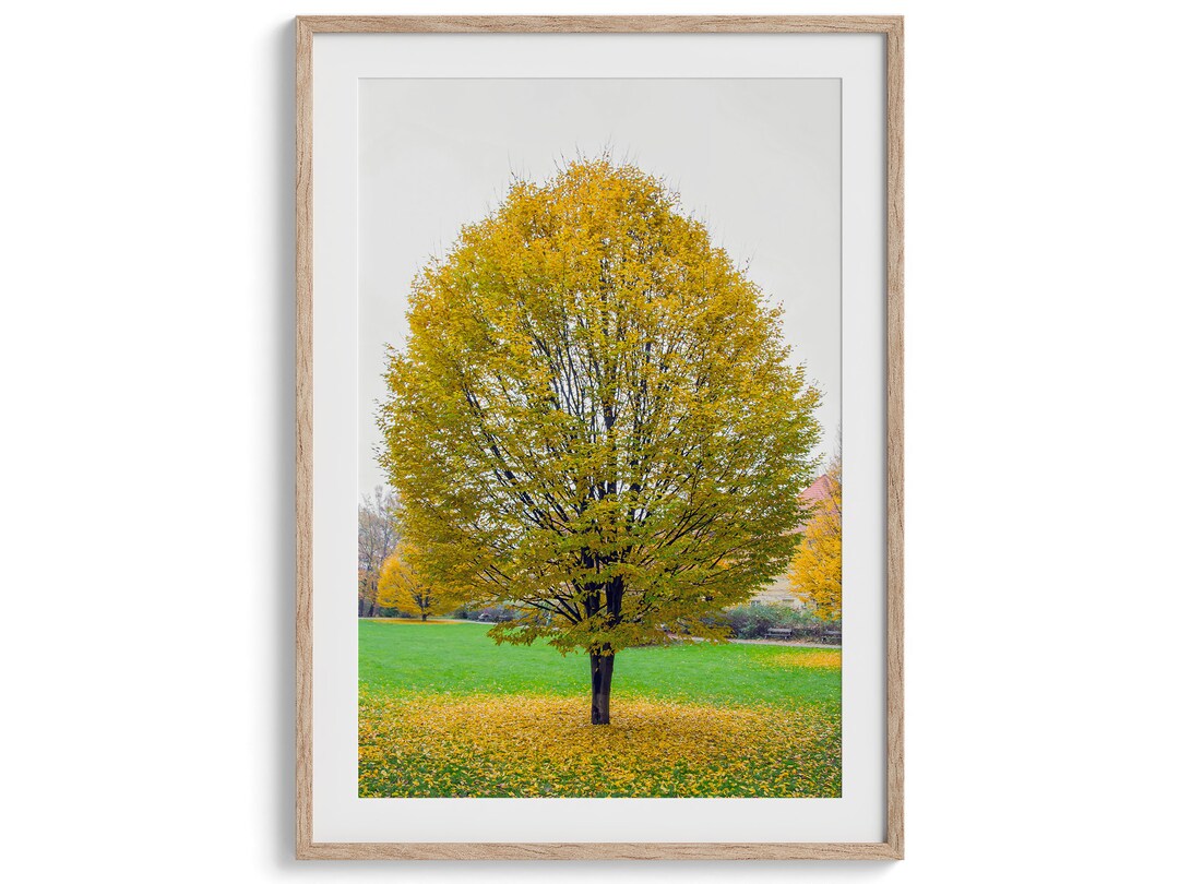 Fine Art Autumn Tree Framed Print - Large Yellow and Green Wall Art ...