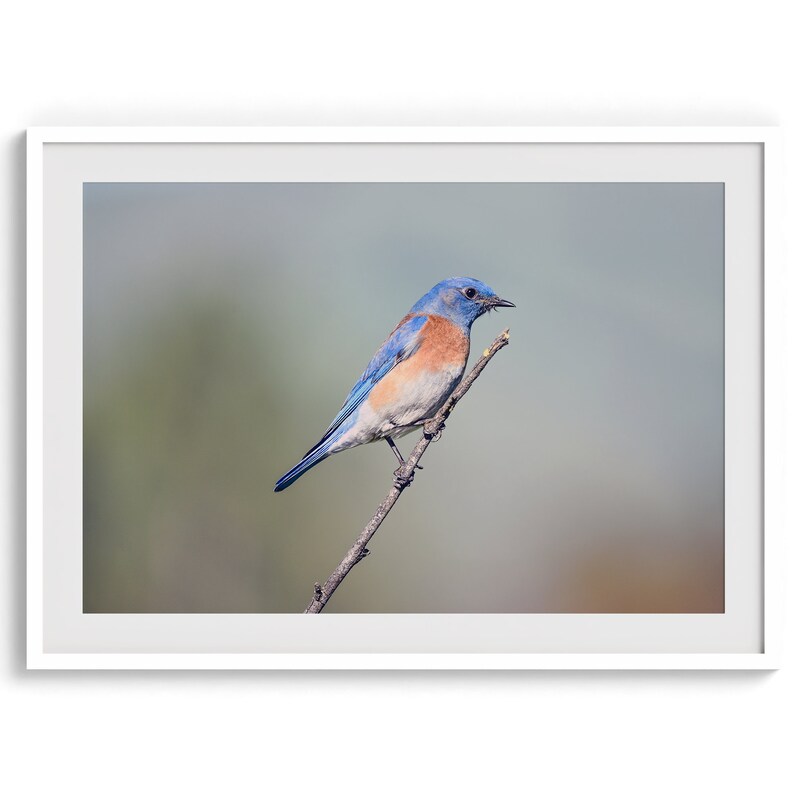 Western Bluebird Fine Art Print: California Wildlife Photography - Etsy