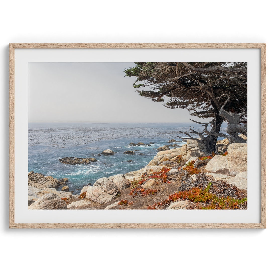 California Ocean Tree Fine Art Photography Print Coastal Tree Monterey ...