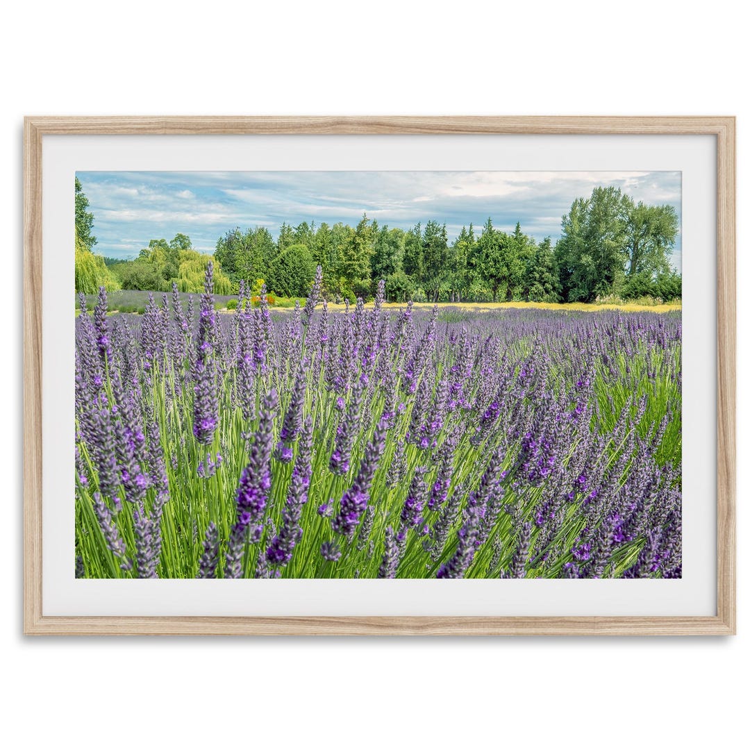 Lavender Field Art Print: Washington State Floral Photography - Etsy