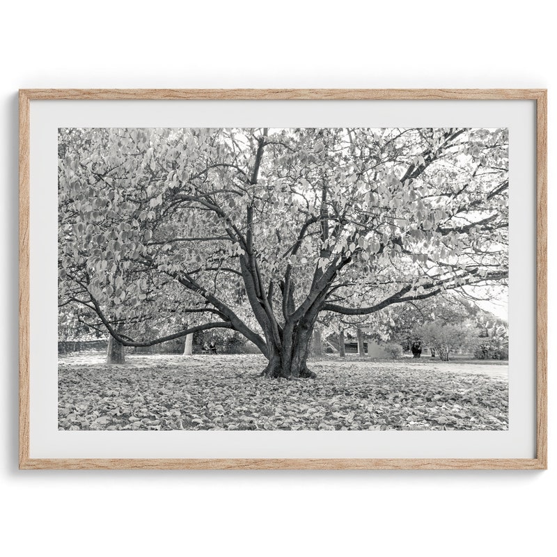 Black and White Tree - Etsy