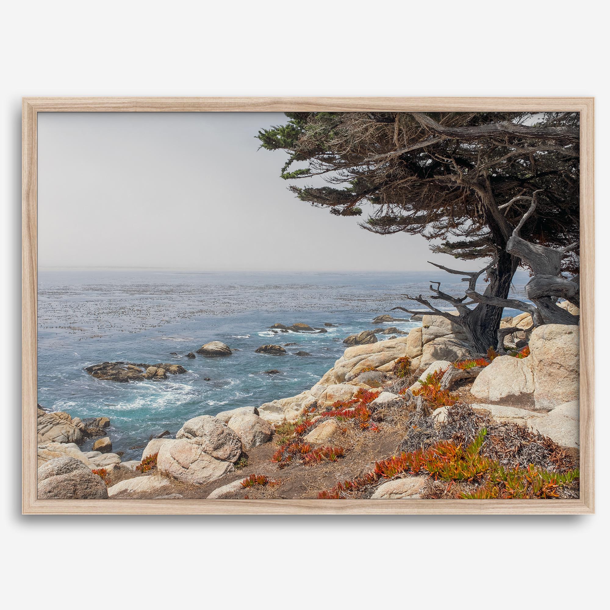 California Ocean Tree Fine Art Photography Print - Coastal Tree ...