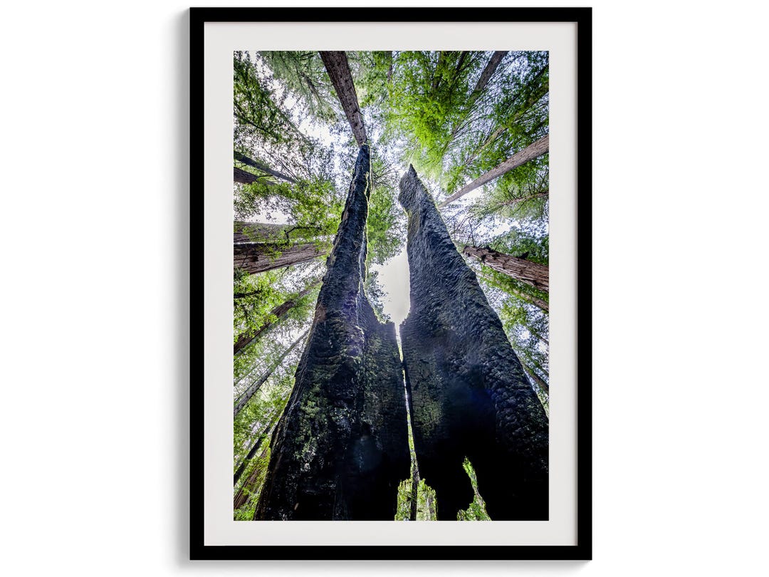 Tree Canopy Fine Art Photography Print – Redwood Canopy Green Wall Art ...