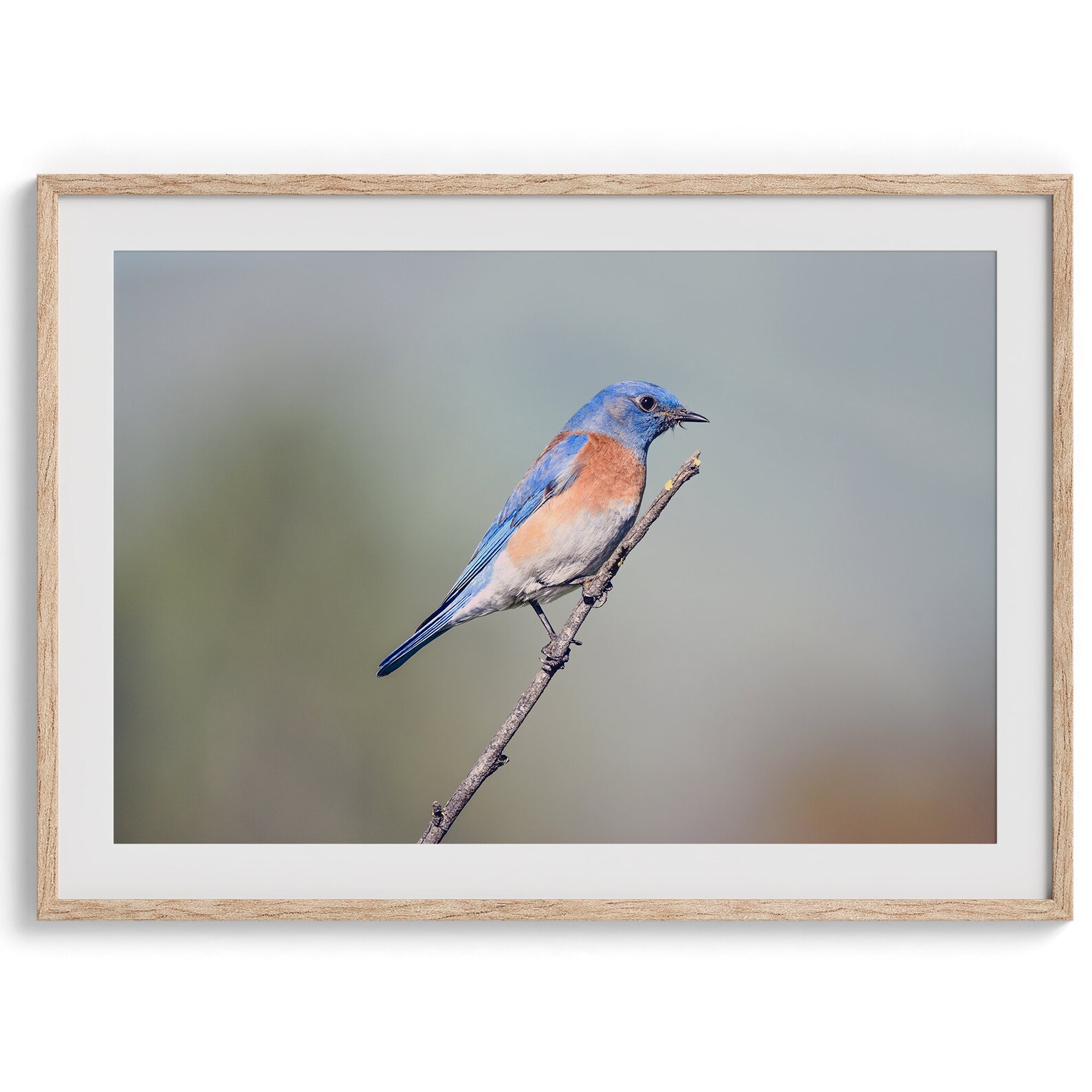 Western Bluebird Fine Art Print: California Wildlife Photography - Etsy