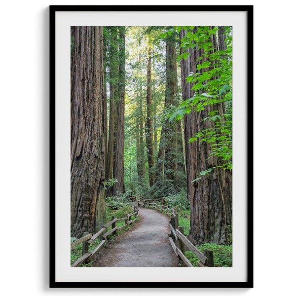 Redwood Tree Art - Etsy