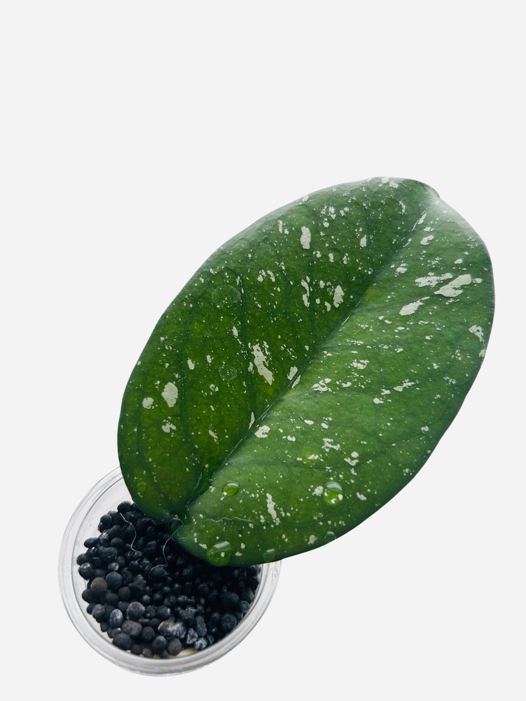 Hoya Carnosa Bonii Splash Well Rooted Cutting - Etsy
