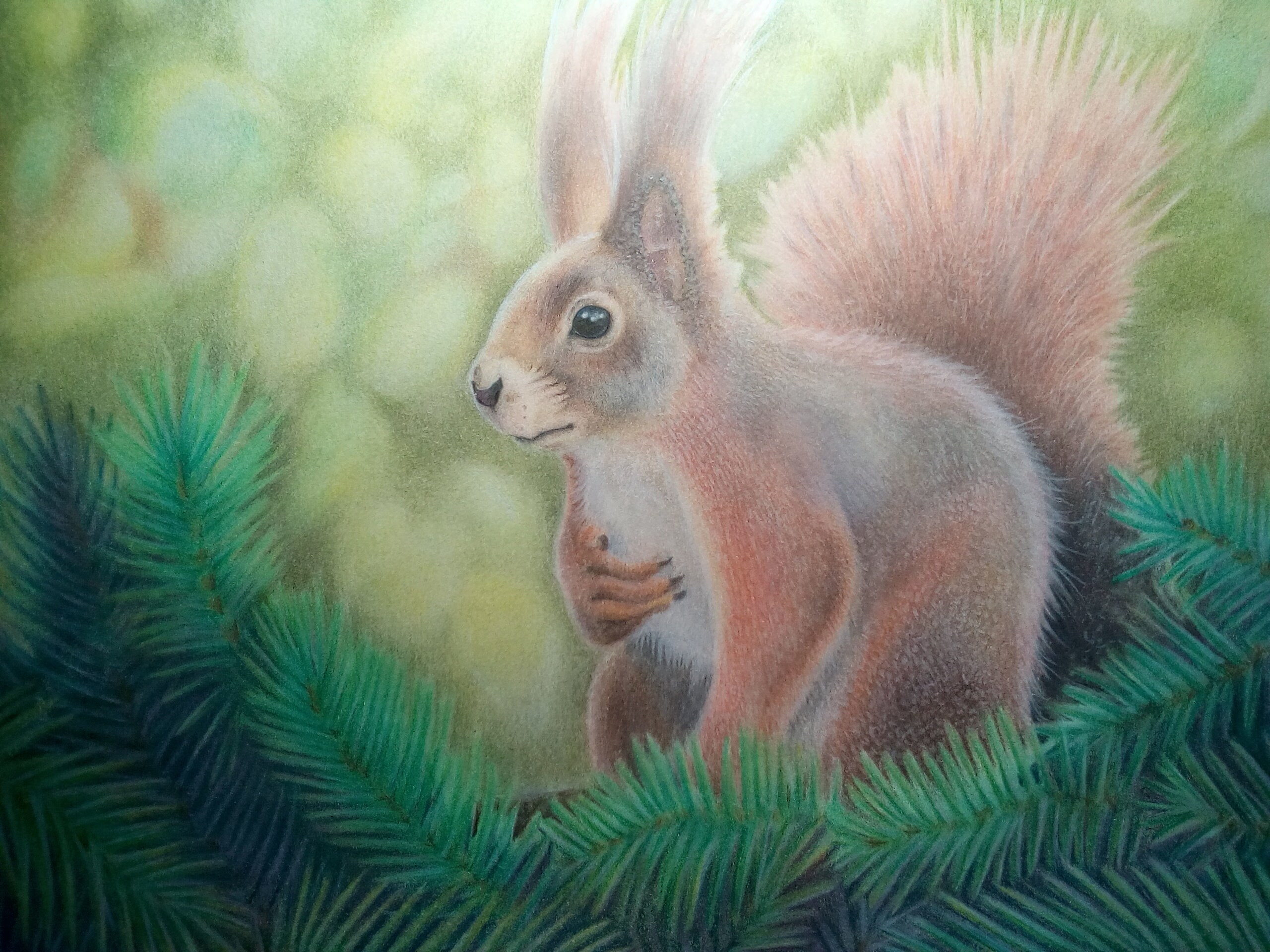 Squirrel Colour Pencil Drawing - Etsy