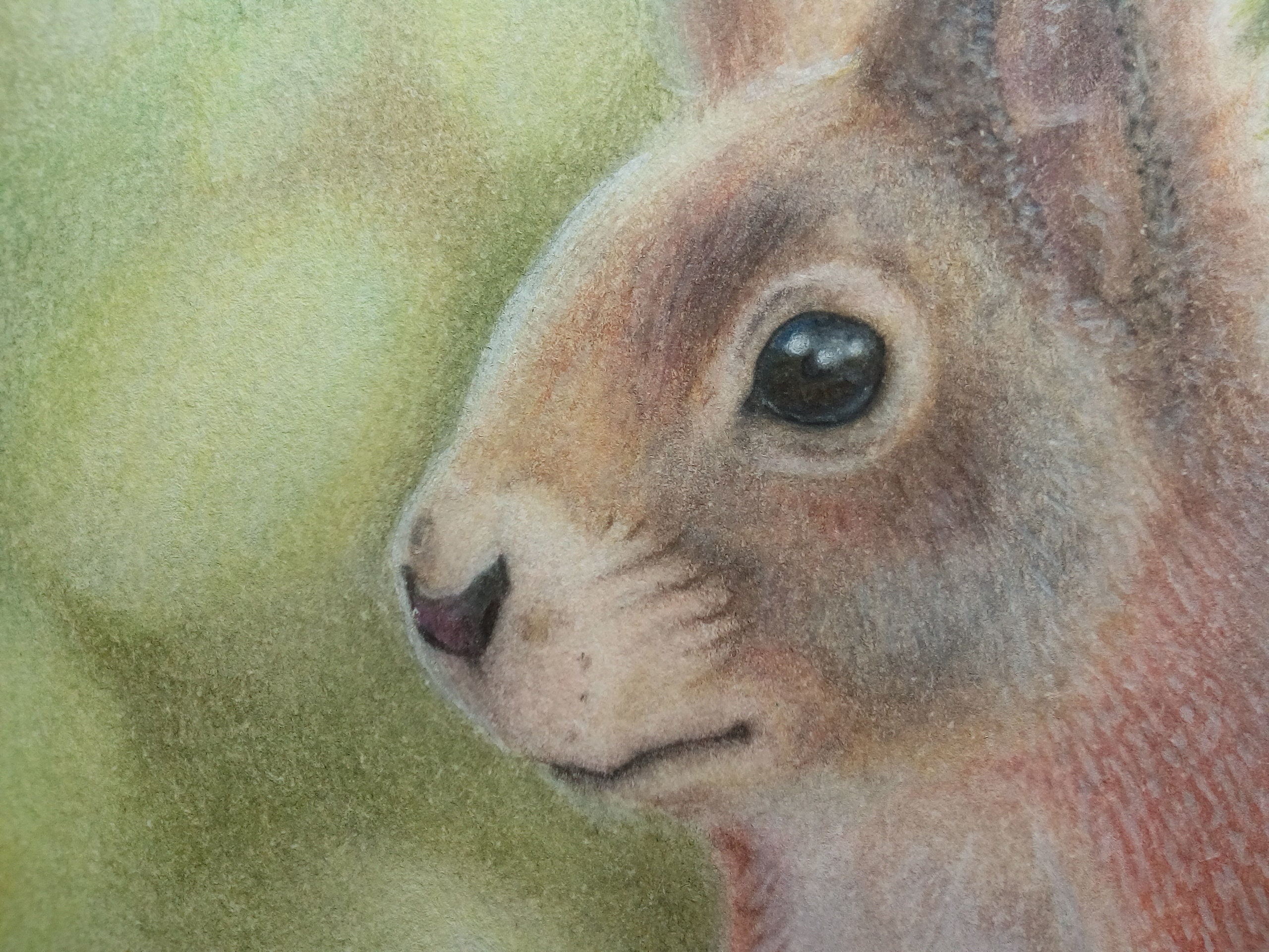 Squirrel Colour Pencil Drawing - Etsy