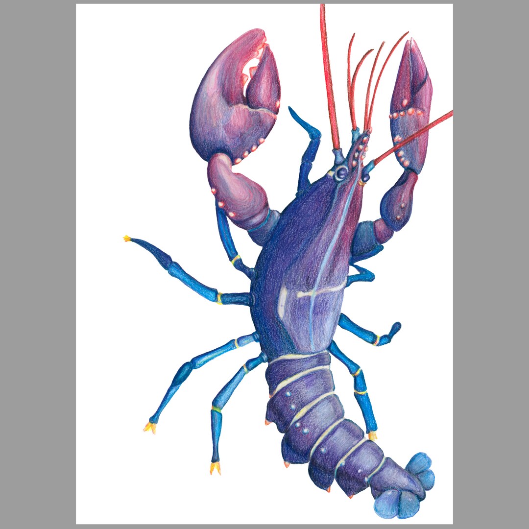 Lobster in Water Color and Colored Pencil Wall Art Poster - Etsy