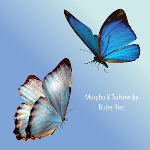 Real Morpho & Sulkowskyi Combo Butterfly Teardrop Pendant Leverback ...