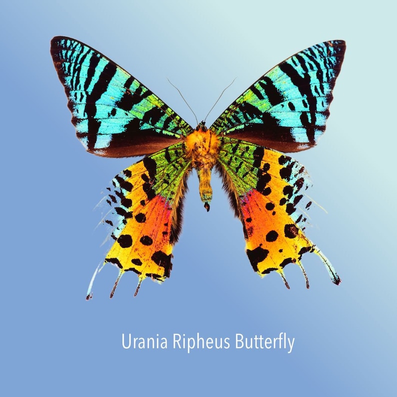 Urania Ripheus sunset Series Small Real Butterfly Wing Necklace Unique ...