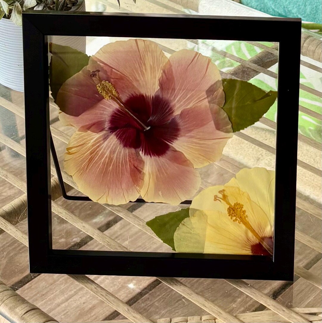 Desktop Pressed Hibiscus - Etsy