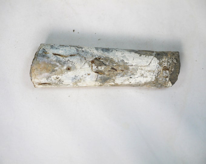 Baculite Fossil With Shell From Colorado - Etsy