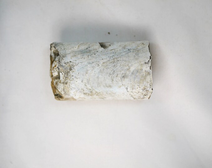 Baculite Fossil With Shell From Colorado - Etsy