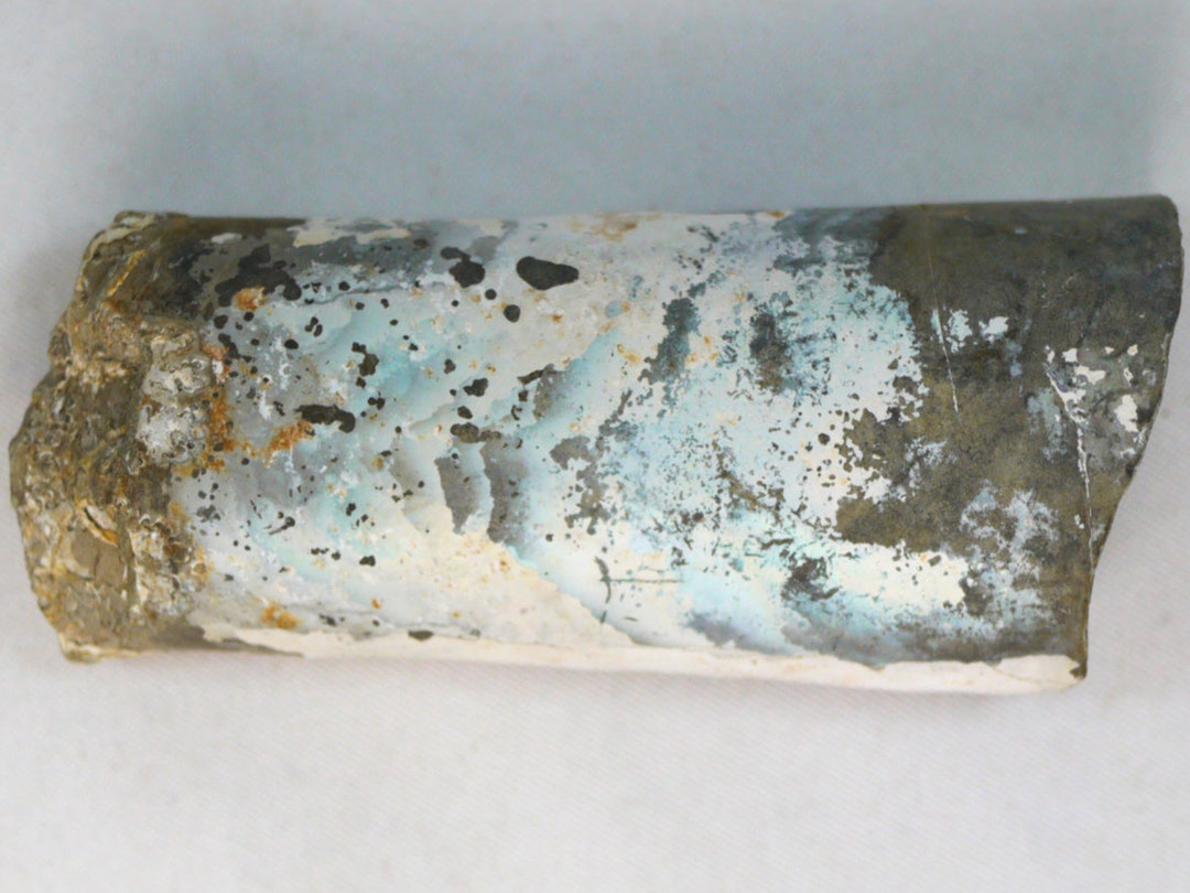Baculite Fossil With Shell Remnants From Colorado - Etsy