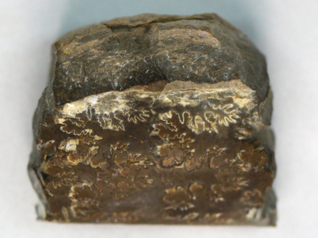 Baculite Fossil With Oak-leaf Suture Pattern Colorado - Etsy