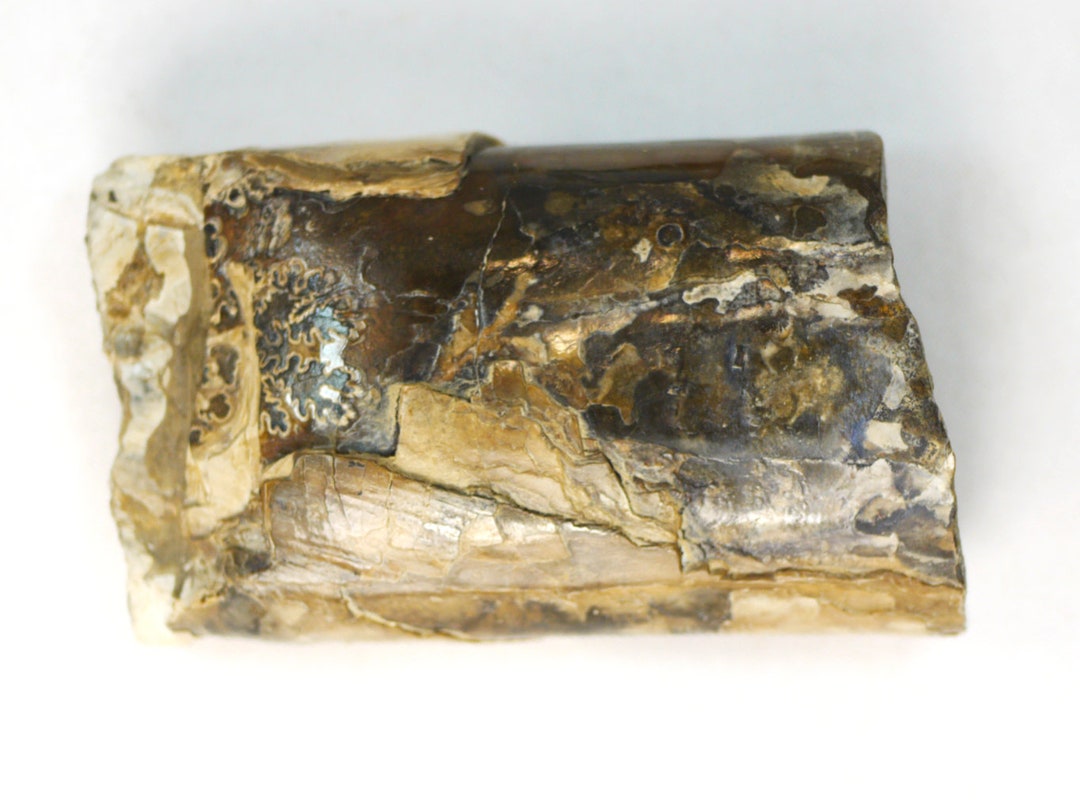 Polished Baculite Specimen With Suture Pattern From Colorado - Etsy