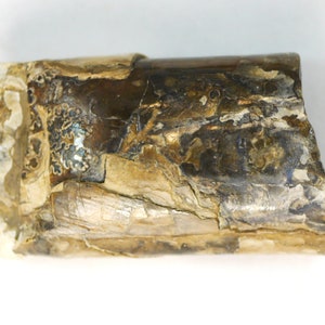 Polished Baculite Specimen With Suture Pattern From Colorado - Etsy