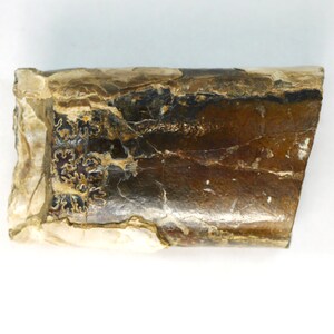 Polished Baculite Specimen With Suture Pattern From Colorado - Etsy