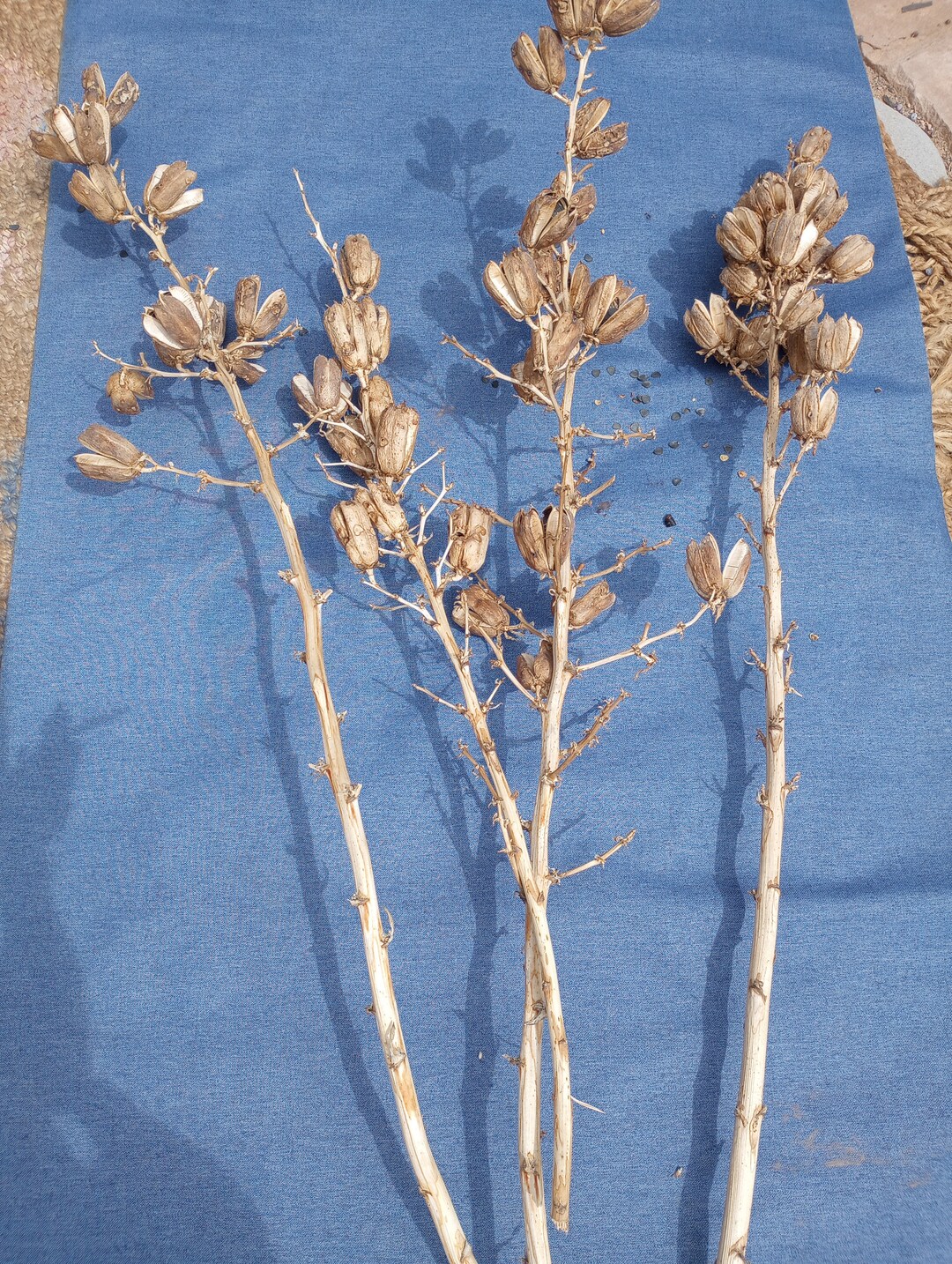 Dried SACRED YUCCA PLANT - Etsy