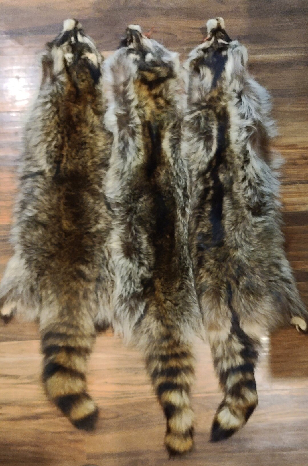PROFESSIONALLY SOFT Tanned RACCOON Pelts/hides - Etsy