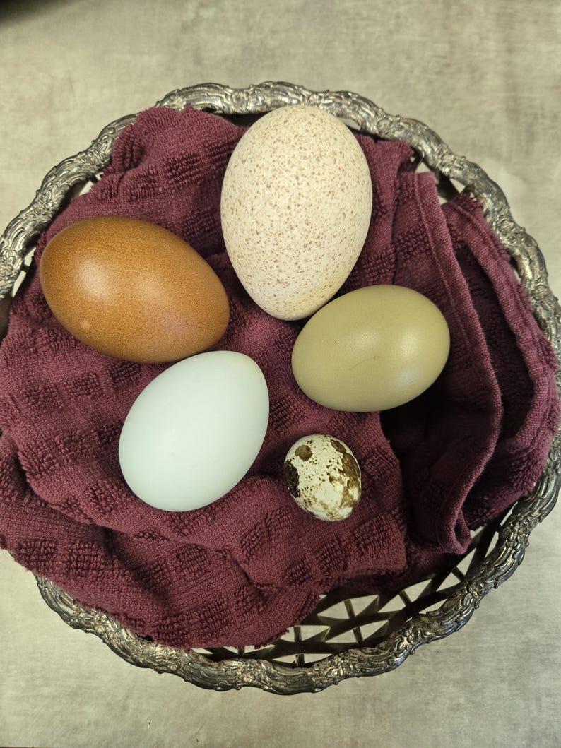 Hand Blown Turkey, Chicken, Duck, Quail, and Button Quail Eggs - Etsy