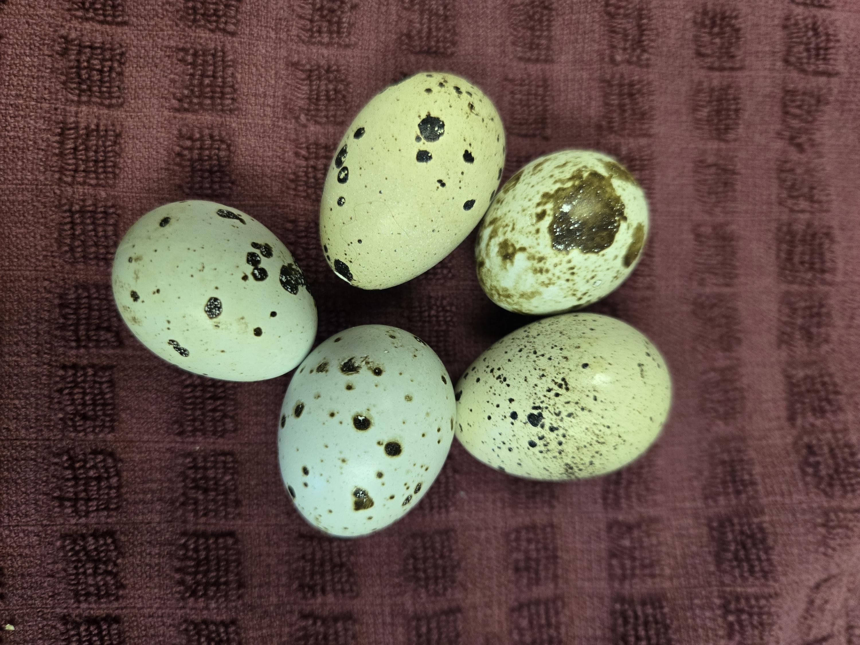 Hand Blown Turkey, Chicken, Duck, Quail, and Button Quail Eggs - Etsy
