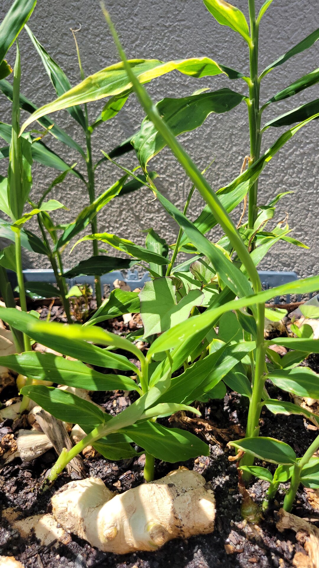 Live Ginger Rhizome: Spicy Thai Edible Root, Ready to Grow - Etsy