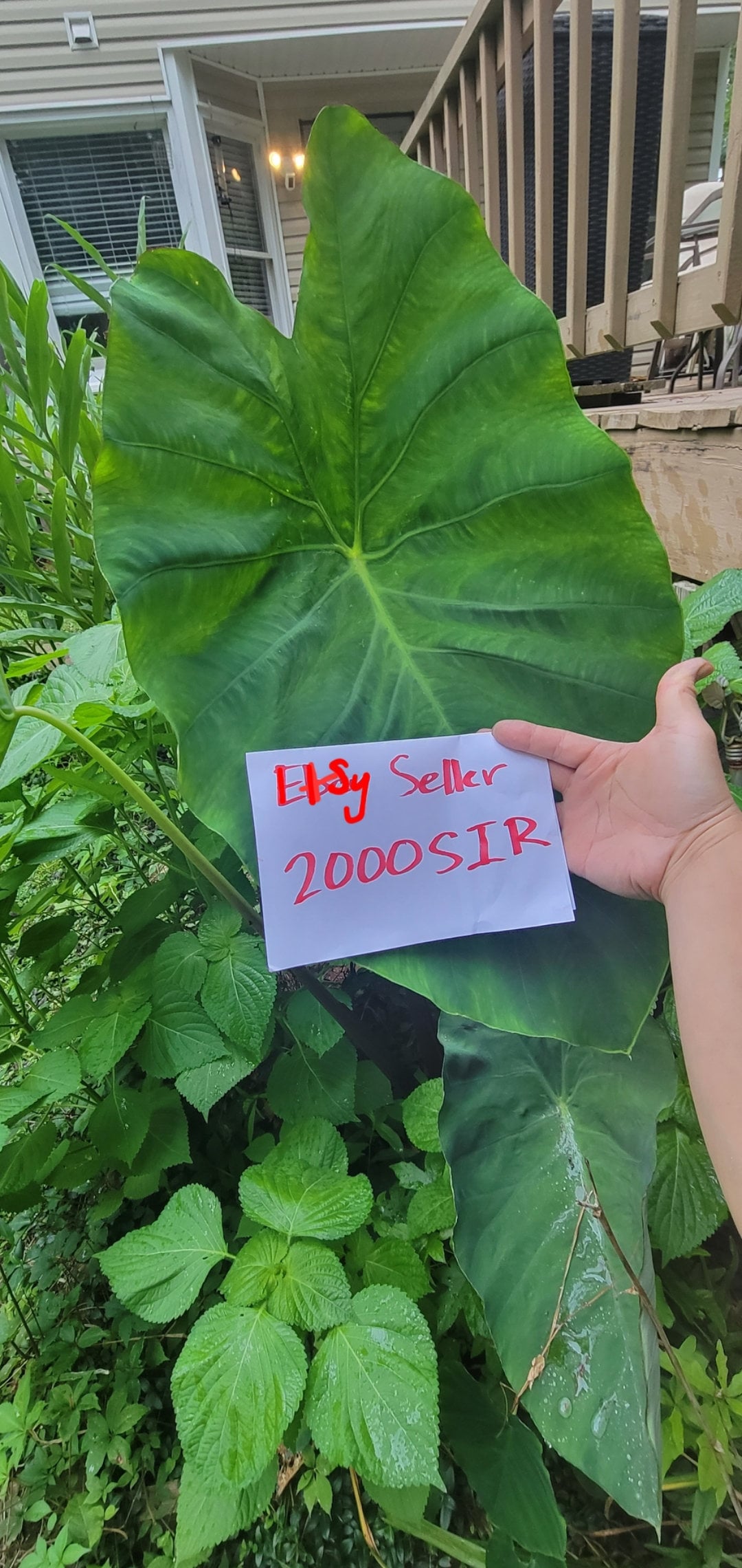 LIVE TARO Kalo Eddo Colocasia Esculenta Gabi Elephant Ear Bulbs Primed ...