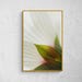 Rose Mallow / Swamp Mallow / Native Hibiscus Flower Macro Photographic ...