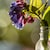 Rose Mallow / Swamp Mallow / Native Hibiscus Flower Macro Photographic ...