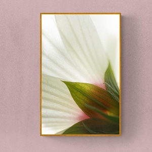 Rose Mallow / Swamp Mallow / Native Hibiscus Flower Macro Photographic ...