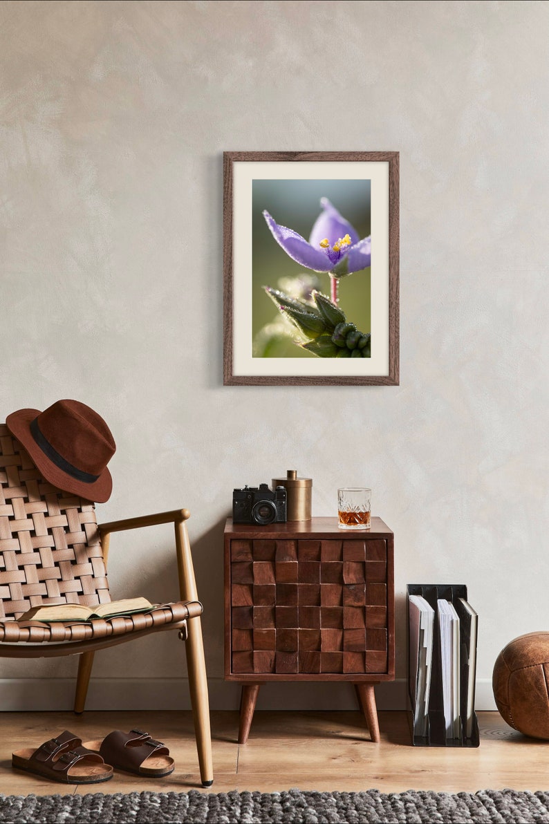 Spiderwort Photographic Print - Etsy