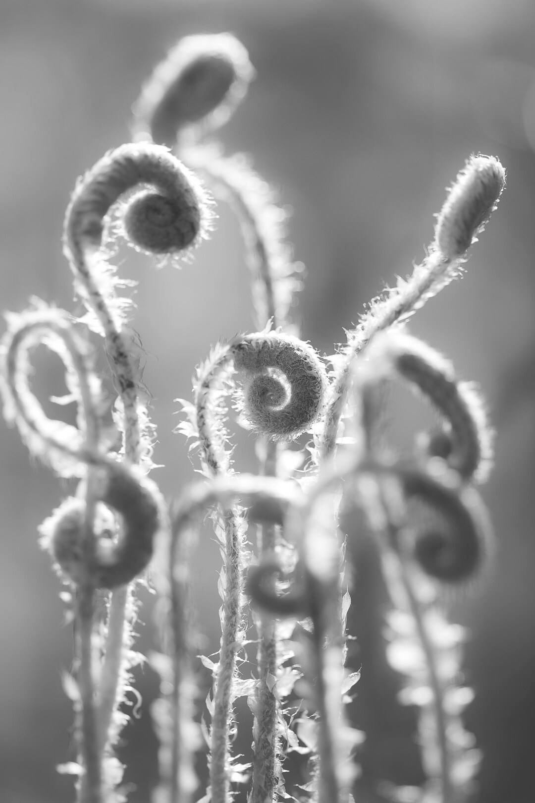 Black and White Fiddleheads Photographic Print - Etsy