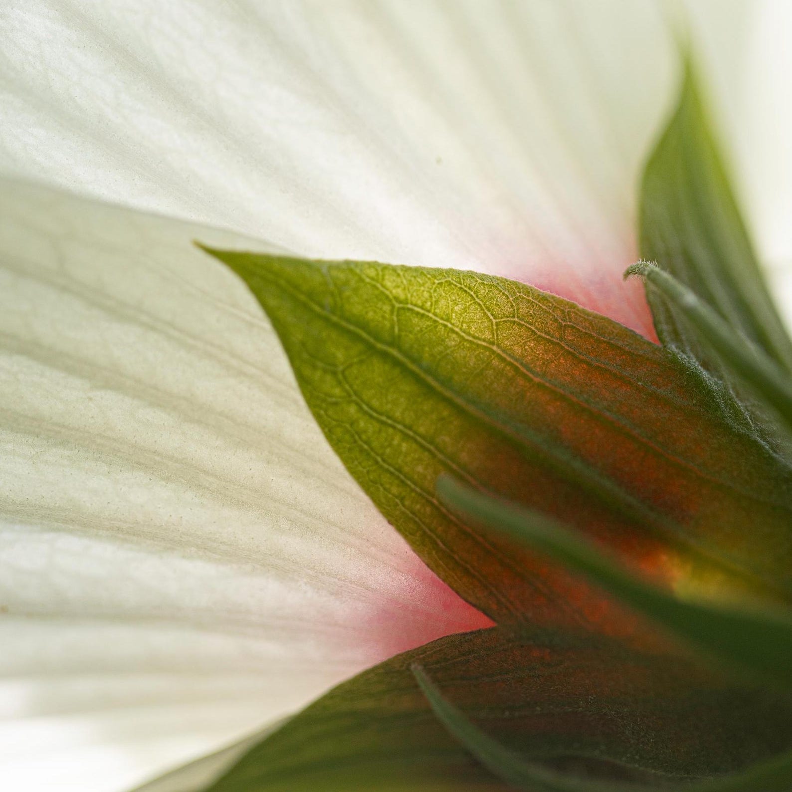 Rose Mallow / Swamp Mallow / Native Hibiscus Flower Macro Photographic ...