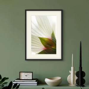 Rose Mallow / Swamp Mallow / Native Hibiscus Flower Macro Photographic ...