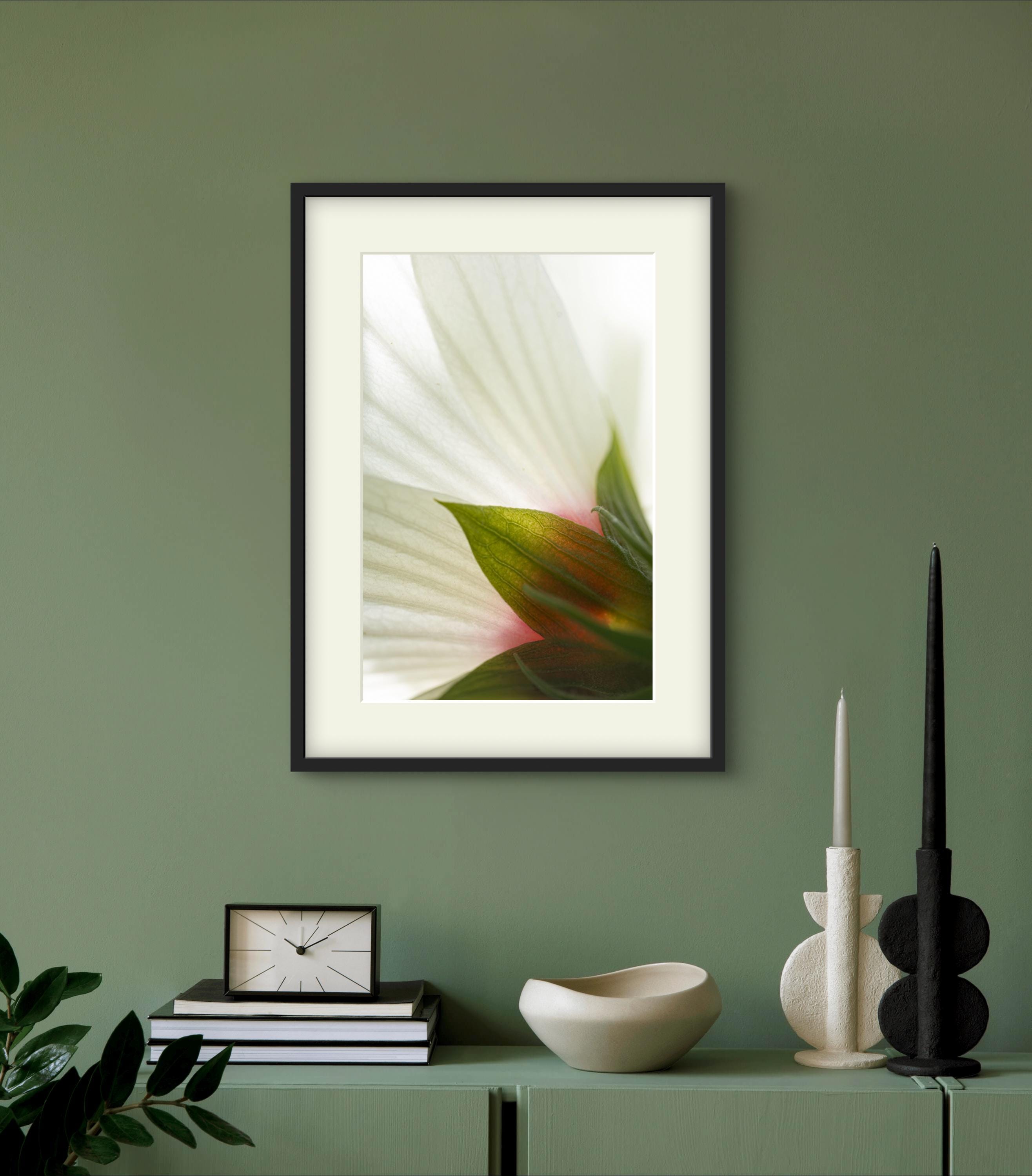 Rose Mallow / Swamp Mallow / Native Hibiscus Flower Macro Photographic ...