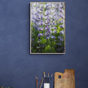 Blue False Indigo - Etsy