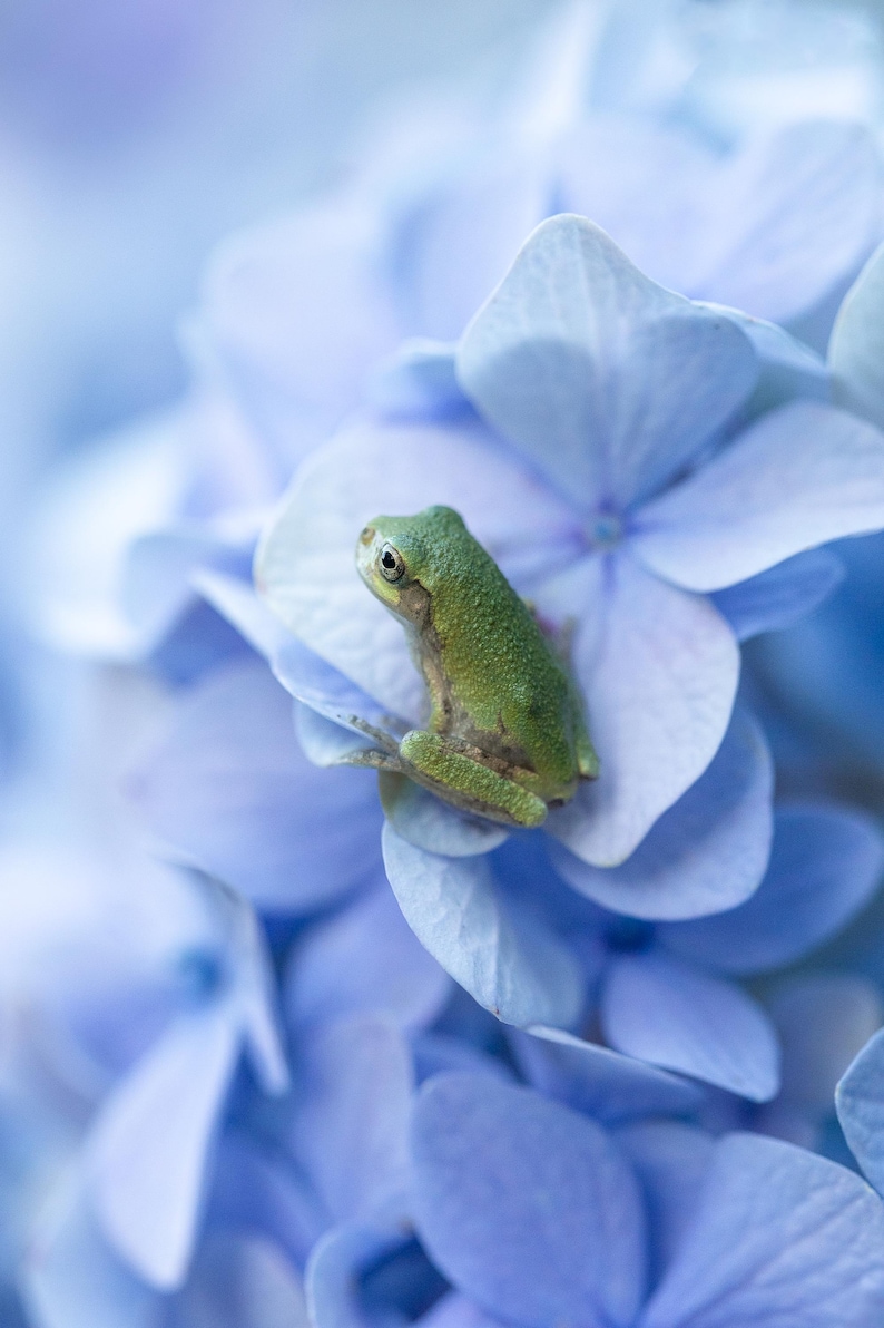 Tiny Tree Frog on Blue Hydrangea Photographic Print - Etsy