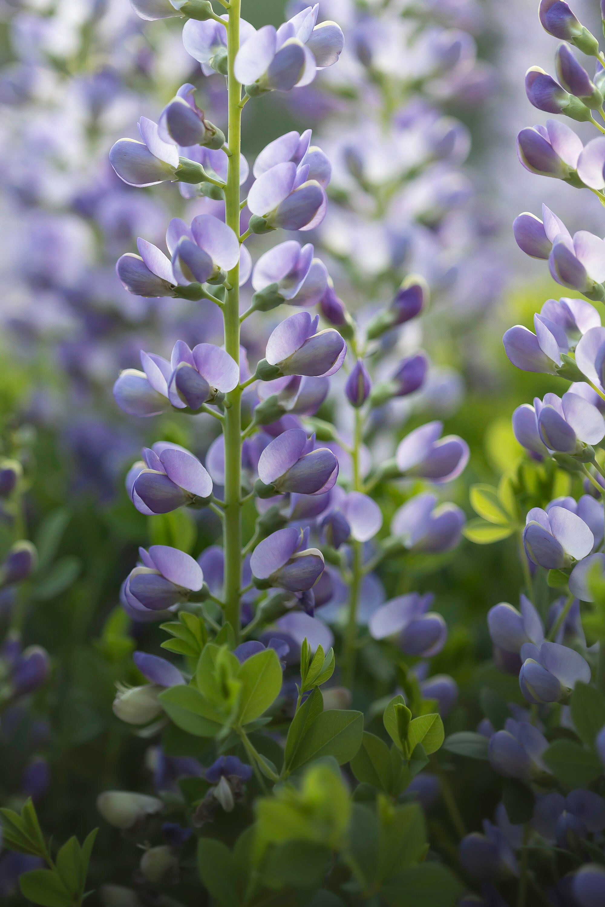 Blue False Indigo - Etsy