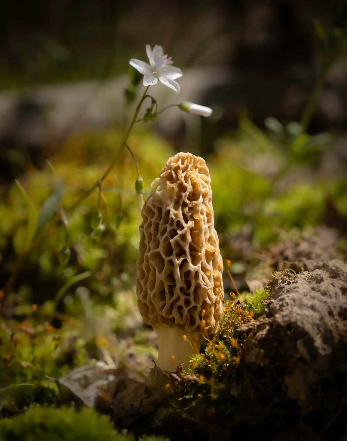 Morel Mushroom With Moss and Spring Beauty Flower Photographic Print - Etsy