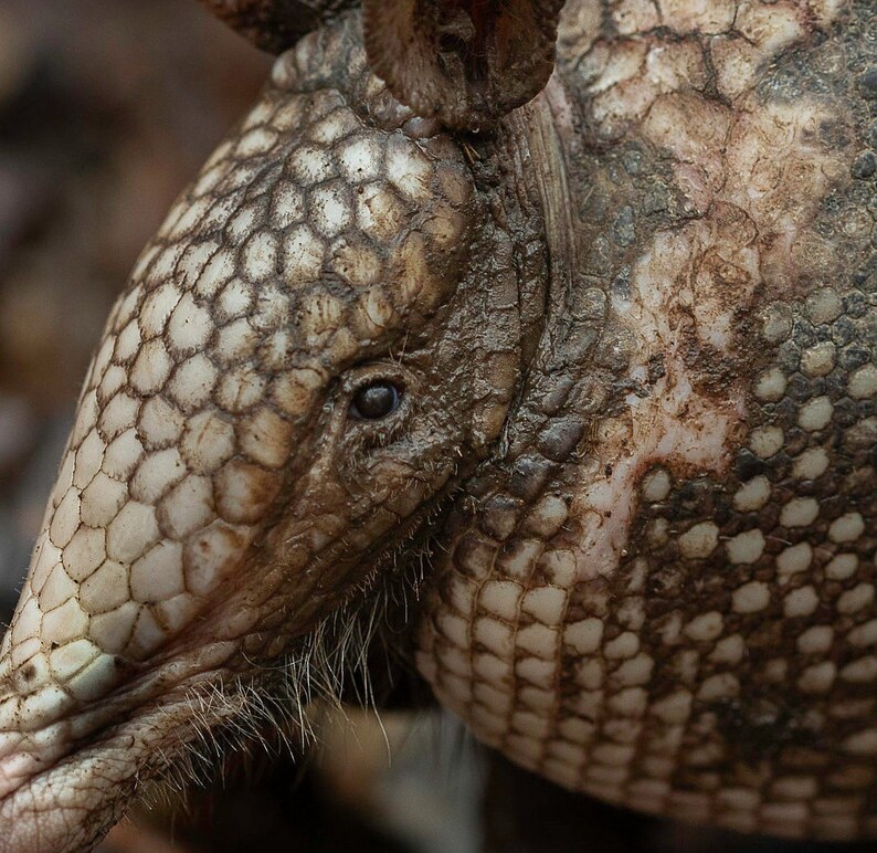 Armadillo Photograph - Etsy