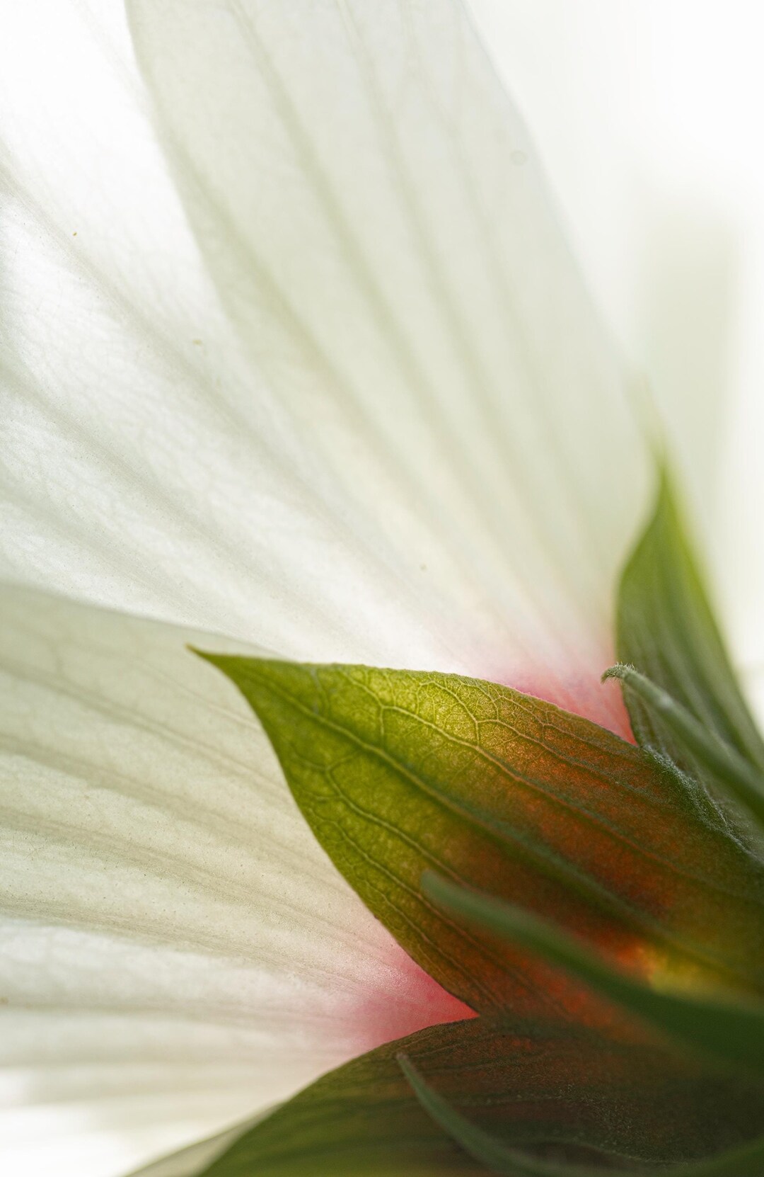 Rose Mallow / Swamp Mallow / Native Hibiscus Flower Macro Photographic ...