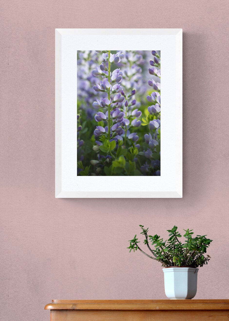 Blue False Indigo - Etsy
