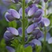 Blue False Indigo - Etsy